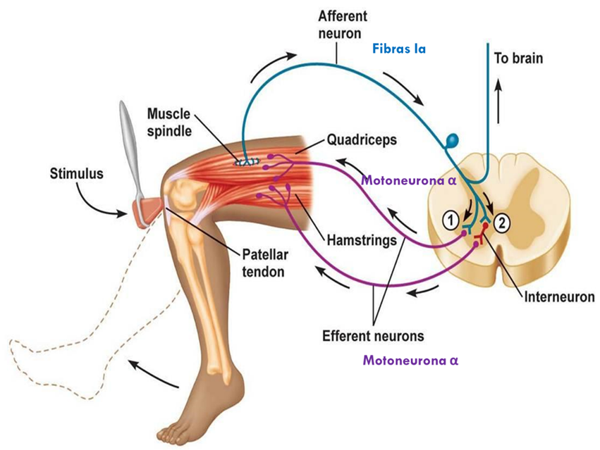 MAPA MENTAL_ TIPO DE REFLEJOS | Genially