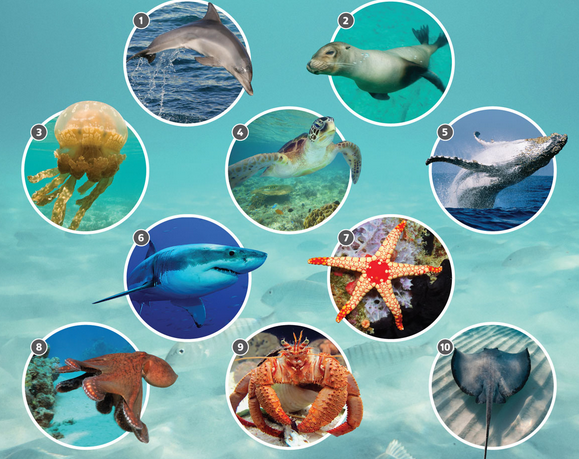 SEA ANIMALS - VOCABULARY | Genially