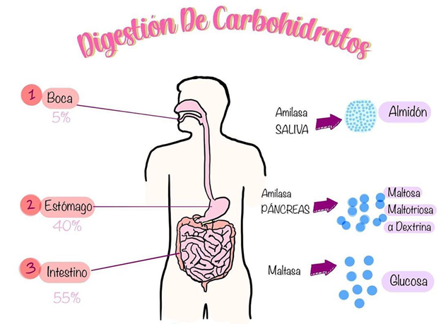 Digestion y absorcion | Genially