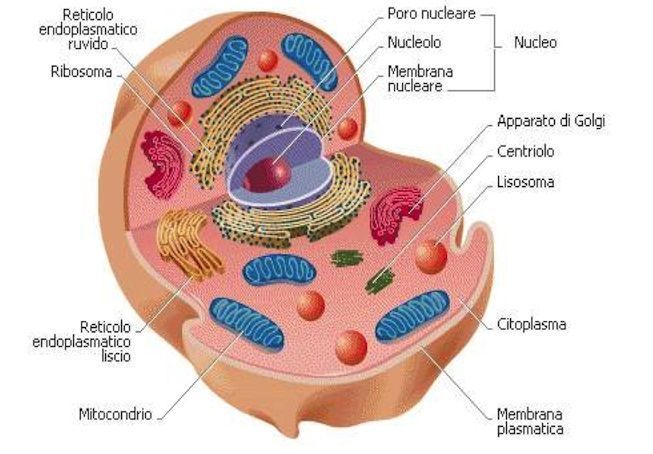 Citoplasma Cellula Animale Cytoplasm: Definition, Structure,
