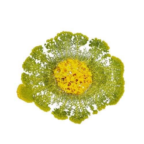 BLOB stat | Genially