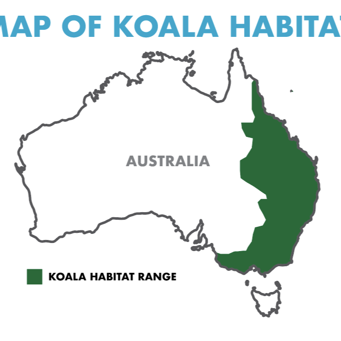los koalas | Genially