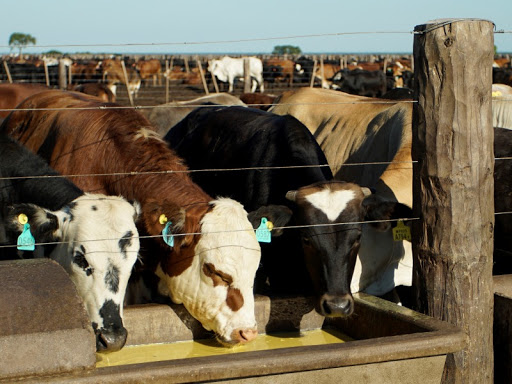 Enzima quimosina | Genially