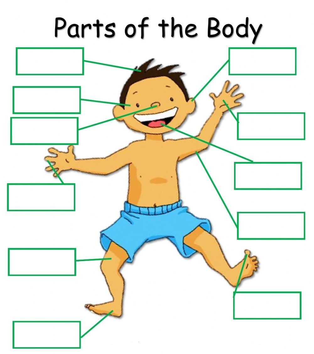 Parts of the body | Genially