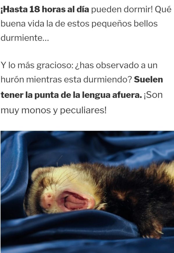 El hurón | Genially