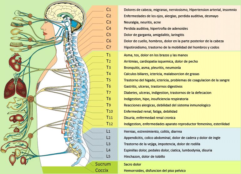 STEPS BICOLOR INFO | Genially