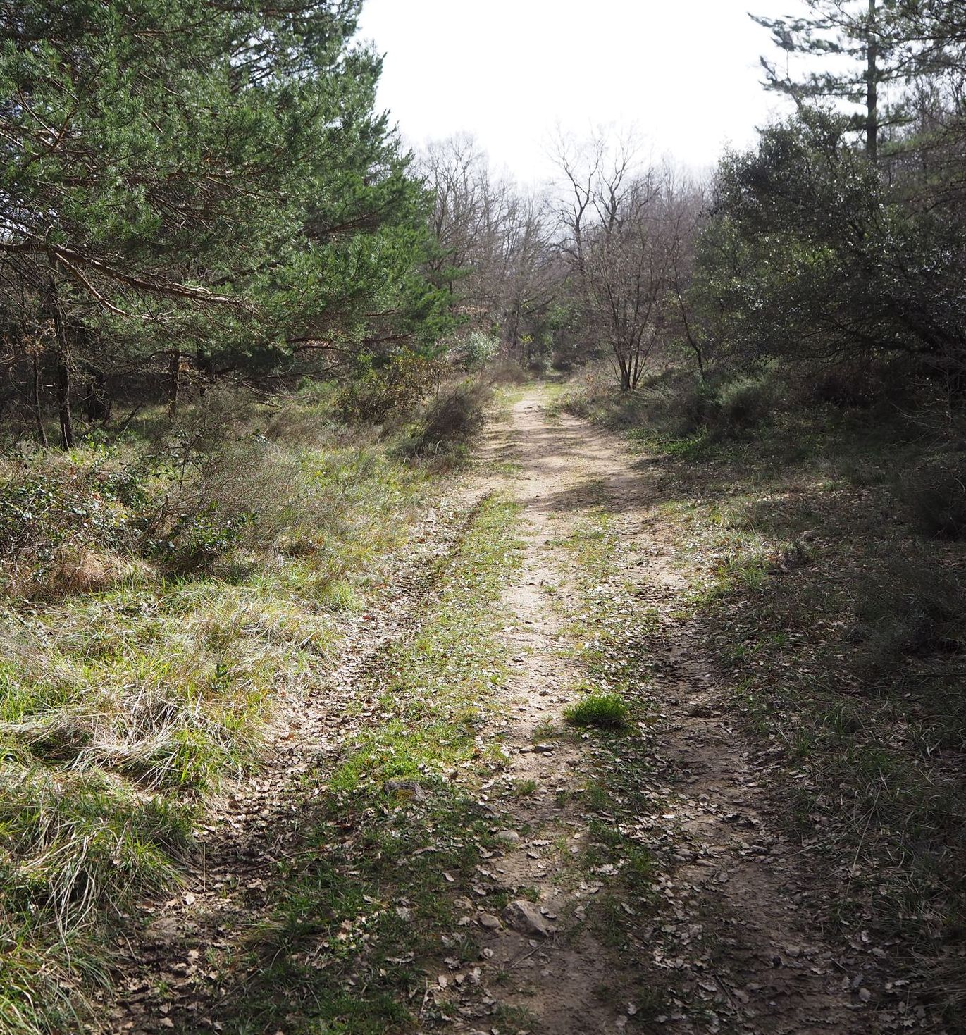 Curso rastreo bosque escuela | Genially