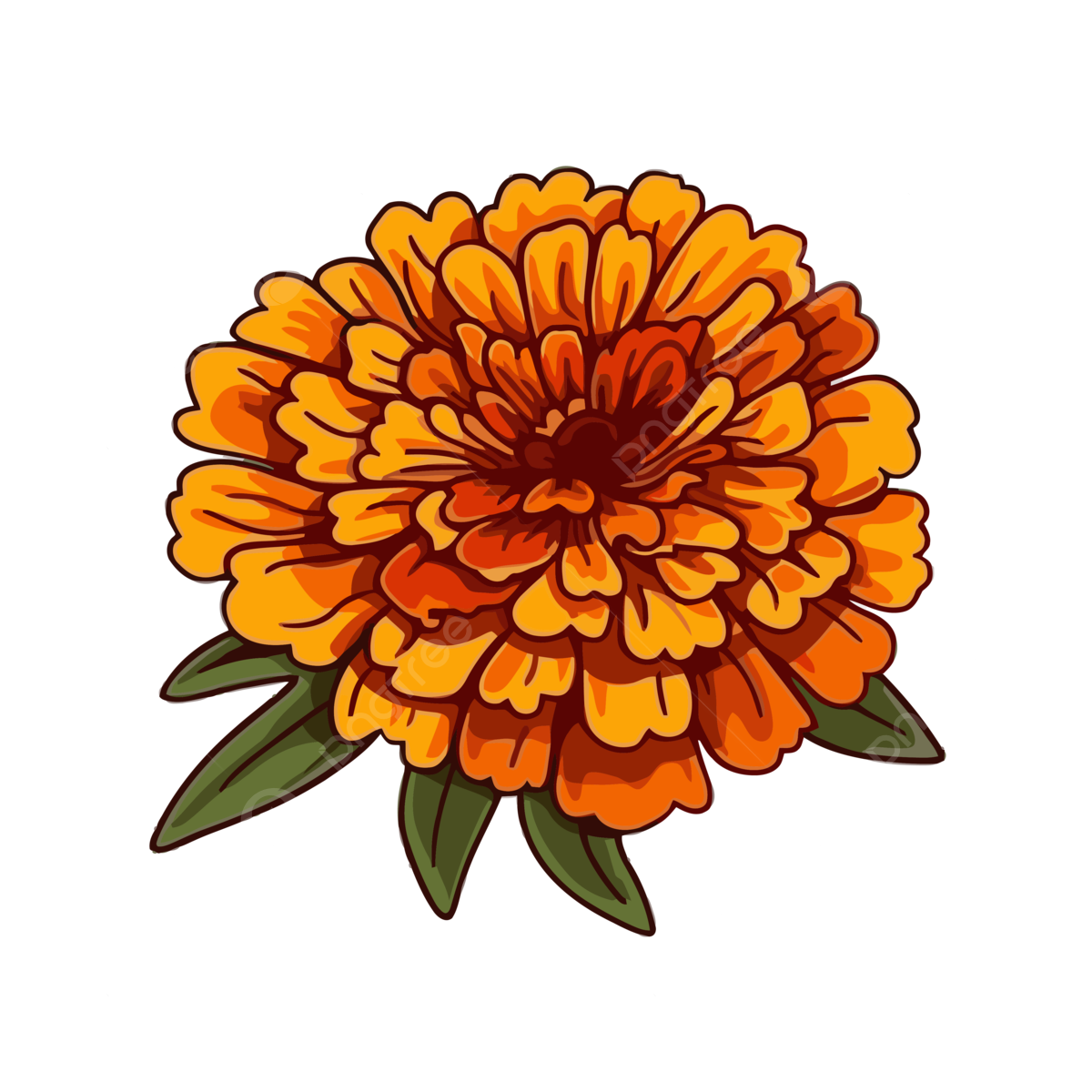 infografía: flor de cempasúchil | Genially