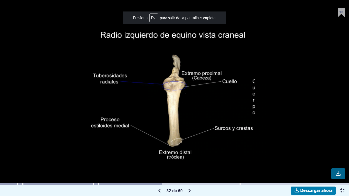 RADIO Y CUBITO EQUINO | Genially