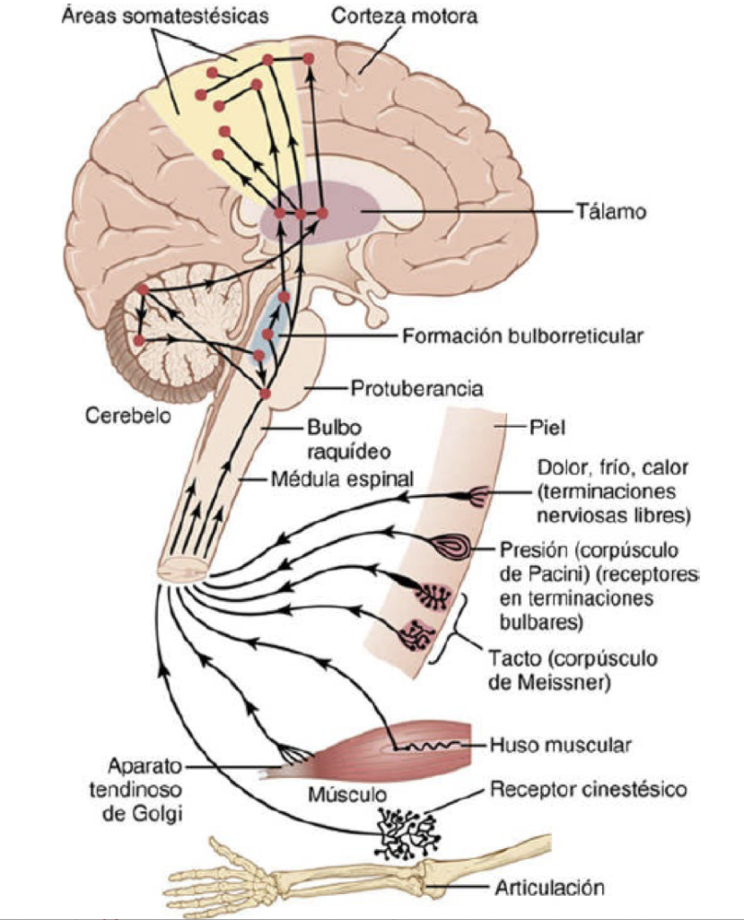 FISIOLOGIA FUNCIONES DE LA SINAPSIS | Genially