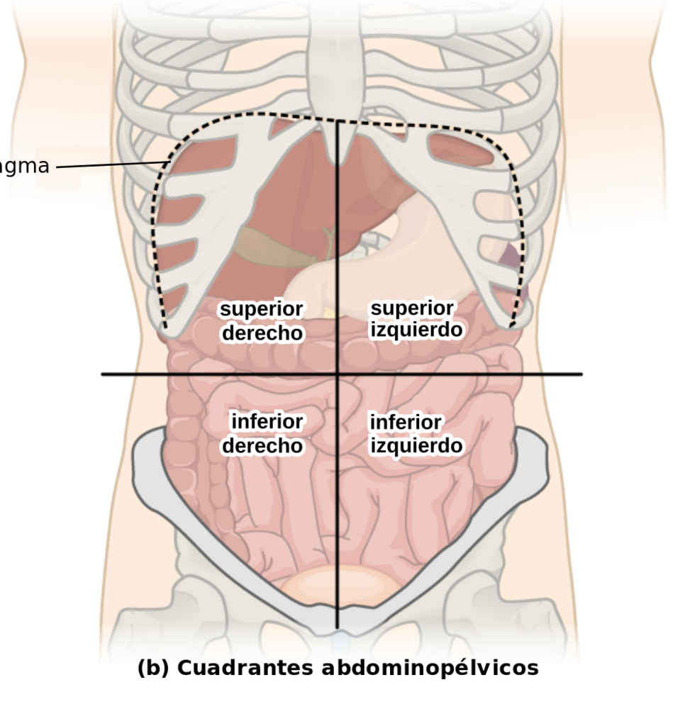 CUADRANTES ABDOMINALES | Genially