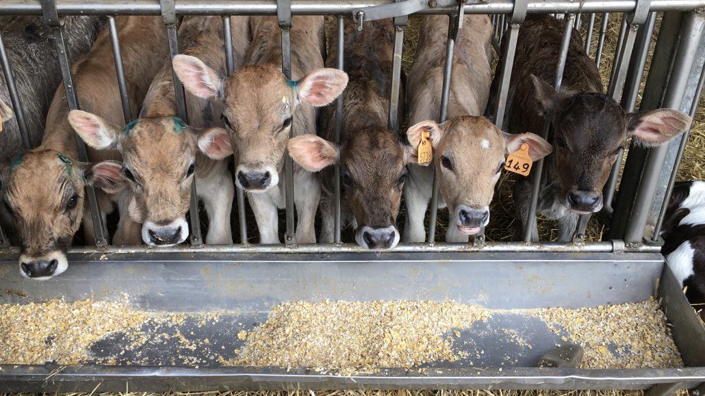 ALIMENTAZIONE ANIMALE | Genially