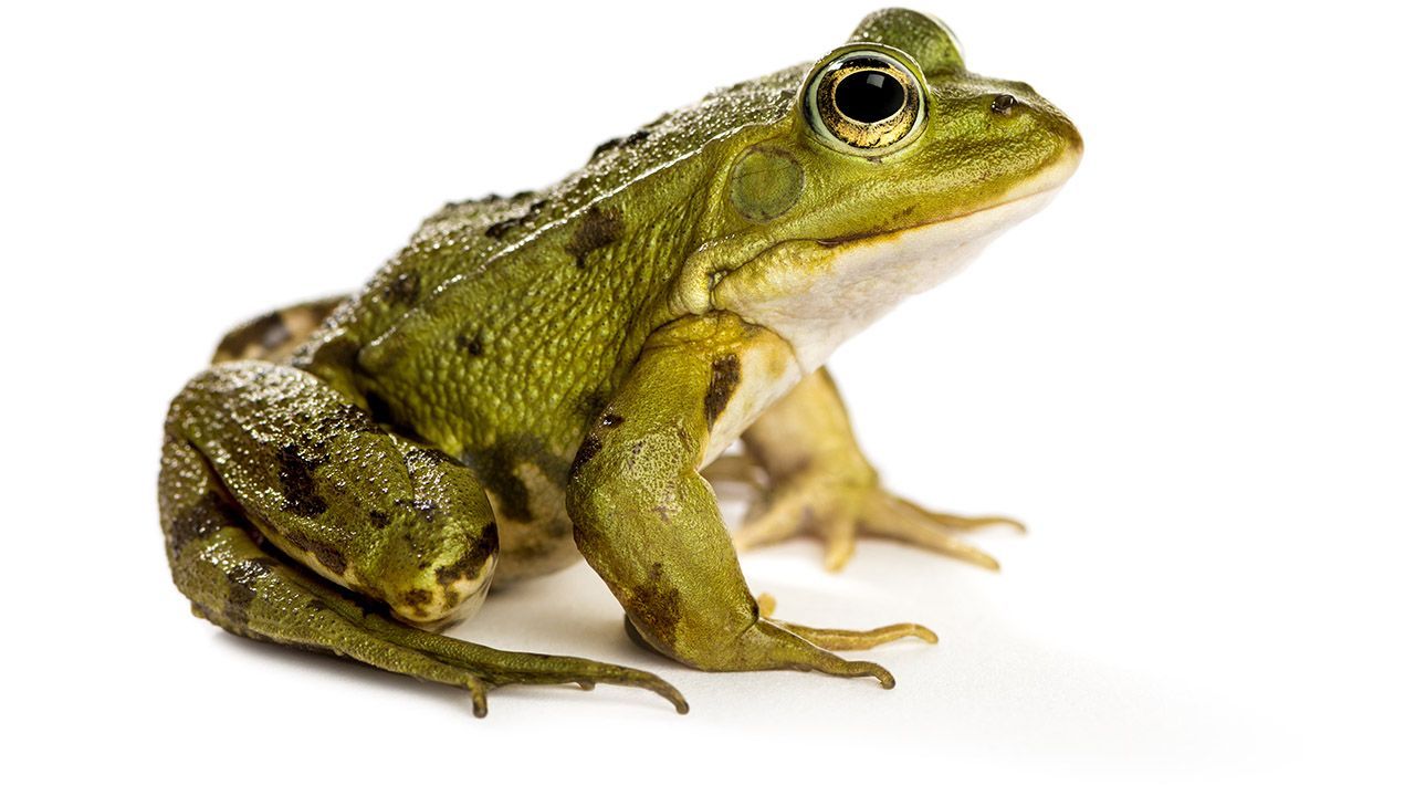 Cykl rozwoju żaby | Genially