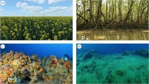 Common Unity | Genially