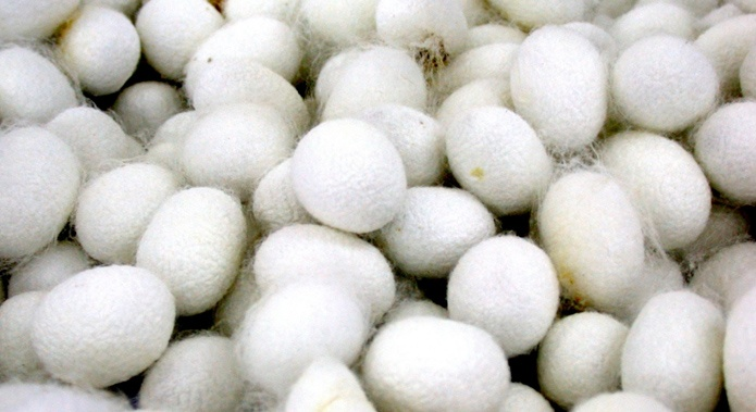 Elaboración de seda | Genially