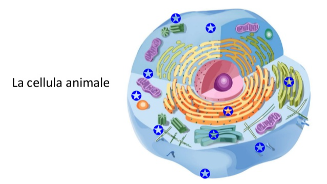 Cellula animale e vegetale | Genially