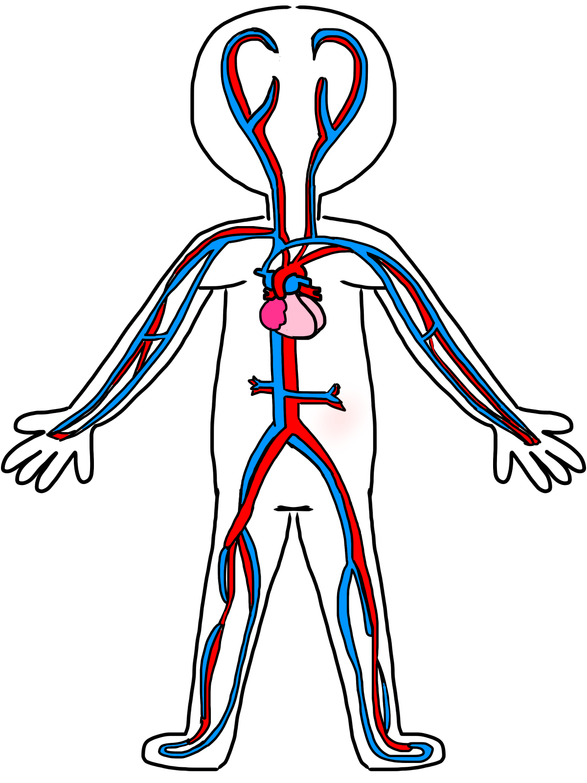 Science Circulatory System | Genially
