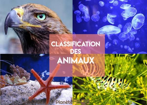 La classification des animaux | Genially