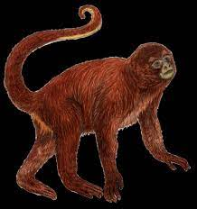 INFOGRAFIA DEL MONO CHORO DE COLA AMARILLA | Genially