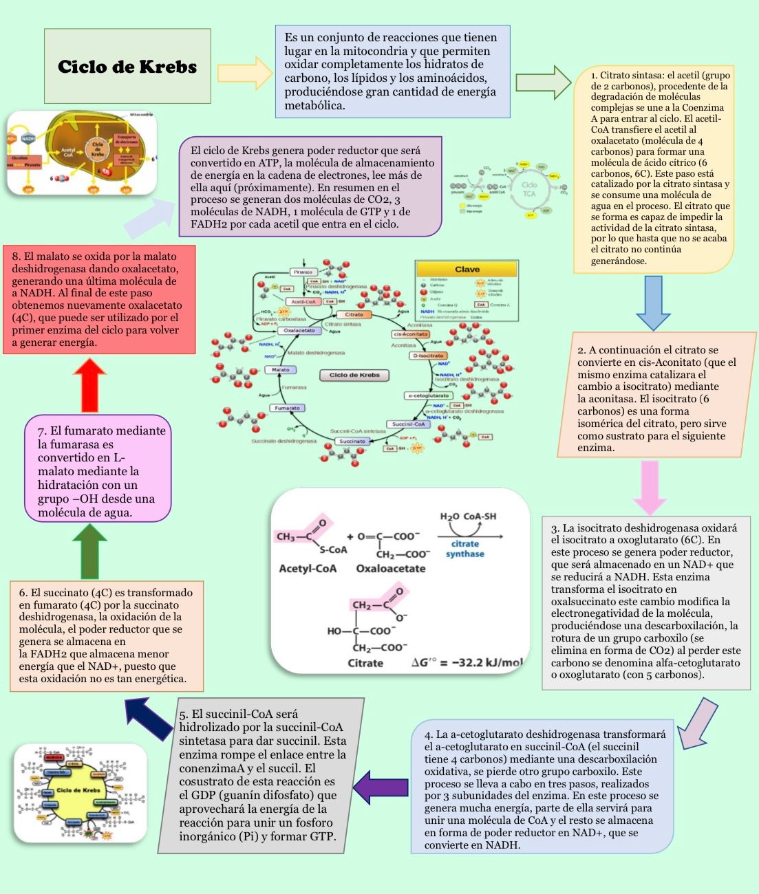 4-CICLO DE KREBS-JURADO | Genially
