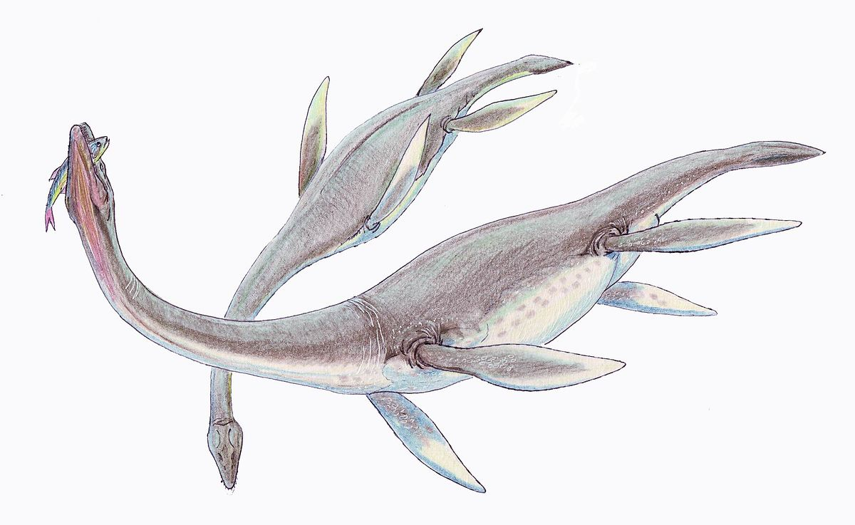 Plesiosaurus