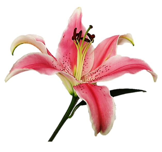 dissection de la fleur