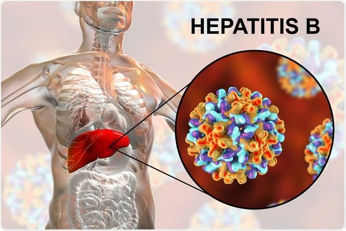 hepatitis B | Genially