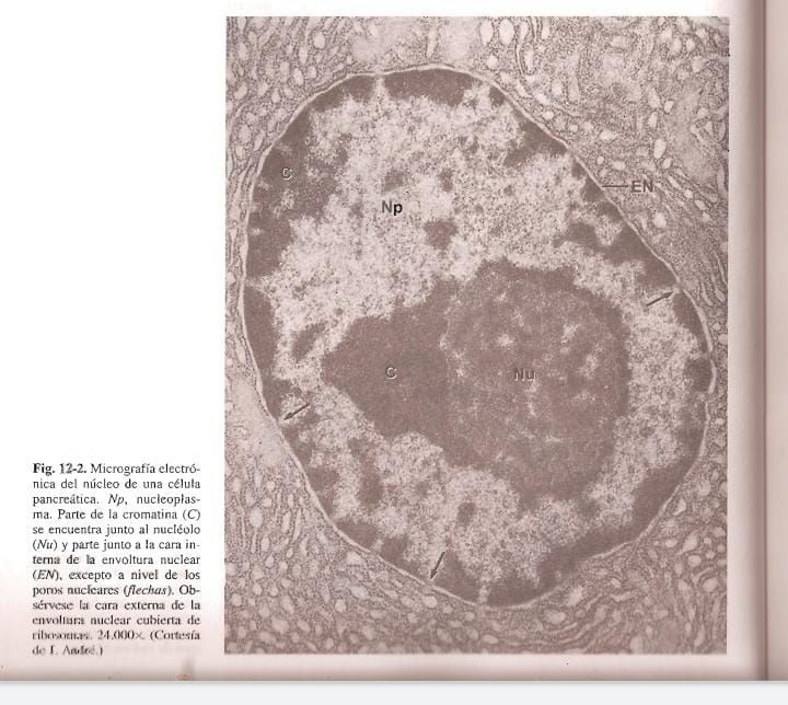 COMPLEJO PORO NUCLEAR | Genially