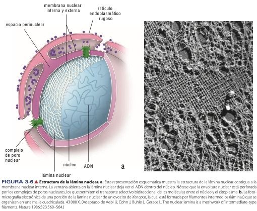 COMPLEJO PORO NUCLEAR | Genially