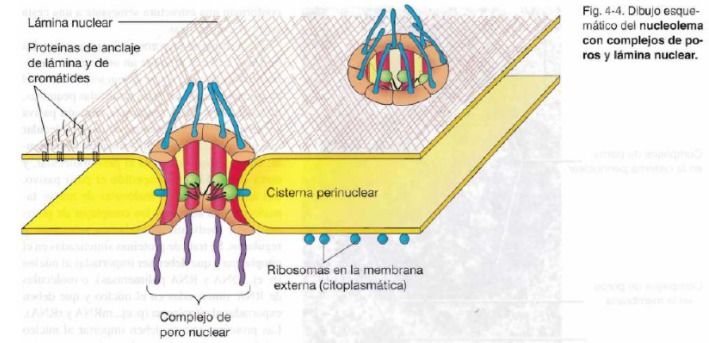 COMPLEJO PORO NUCLEAR | Genially