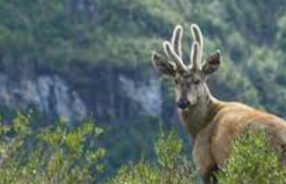 Huemul