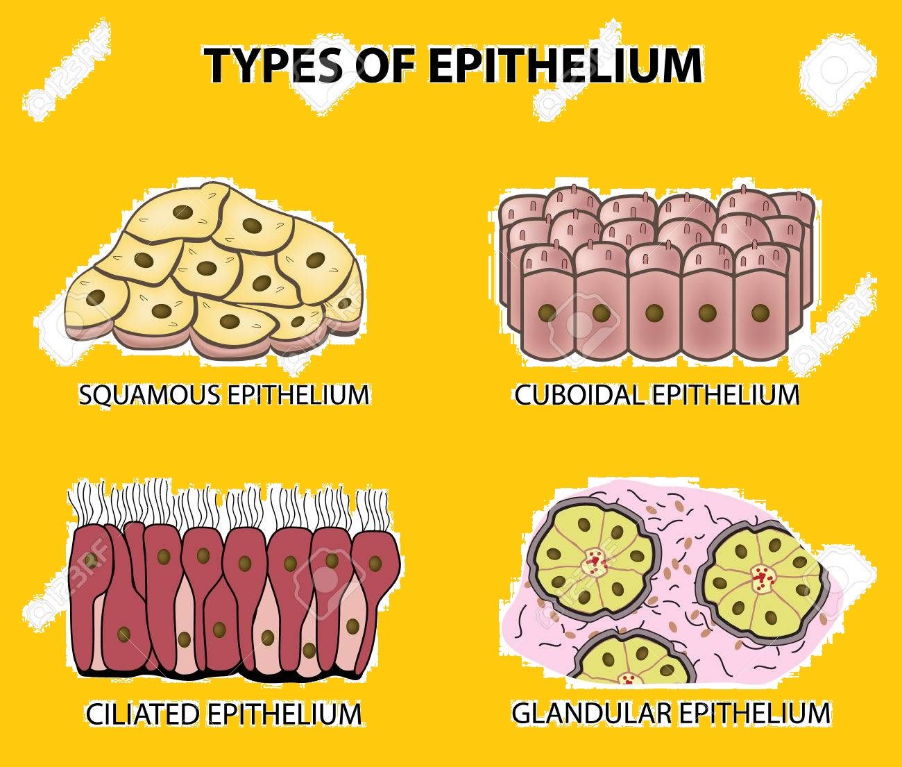 Niveaux organisation vivant
