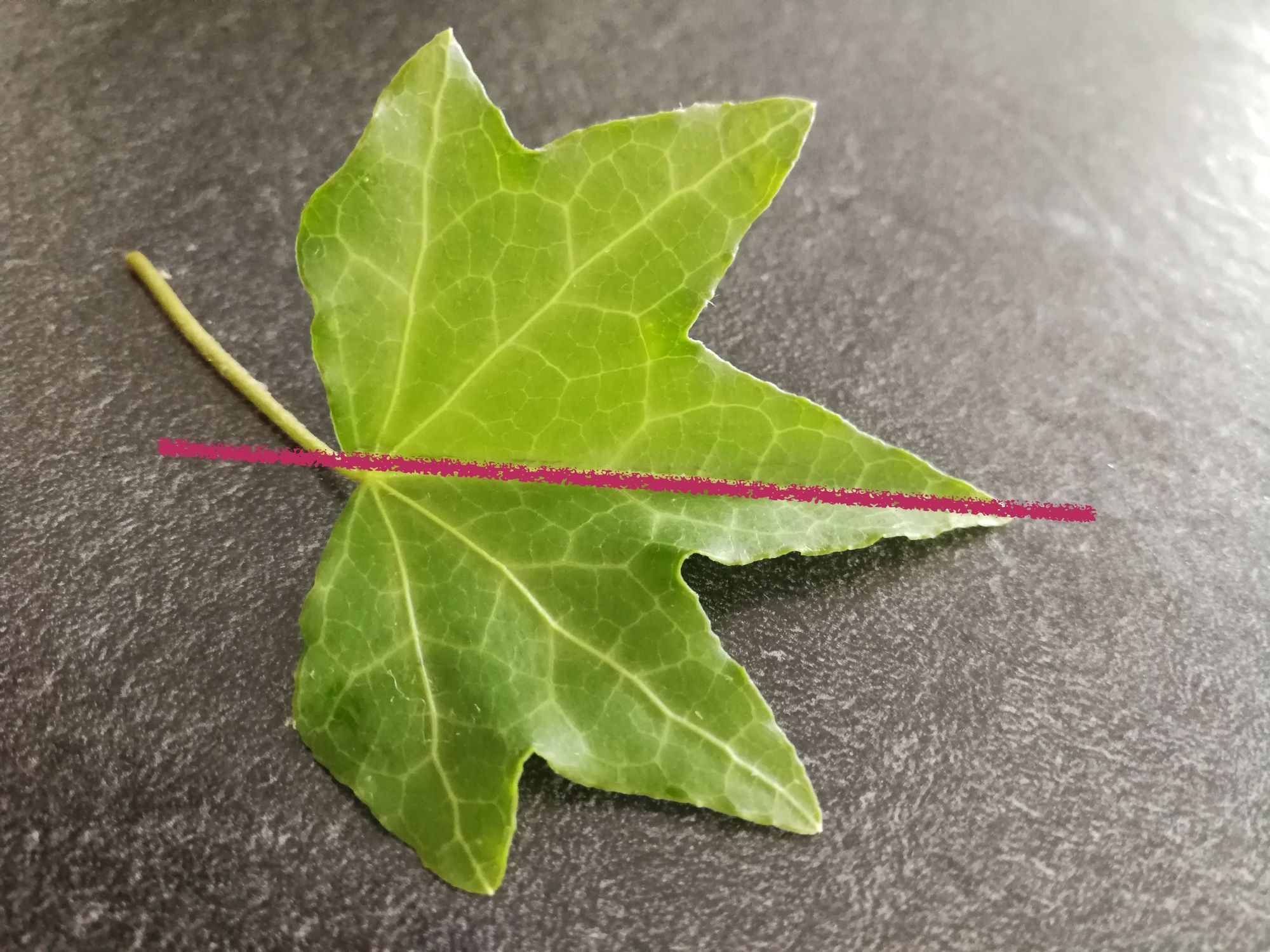 Symétrie dans la nature | Genially