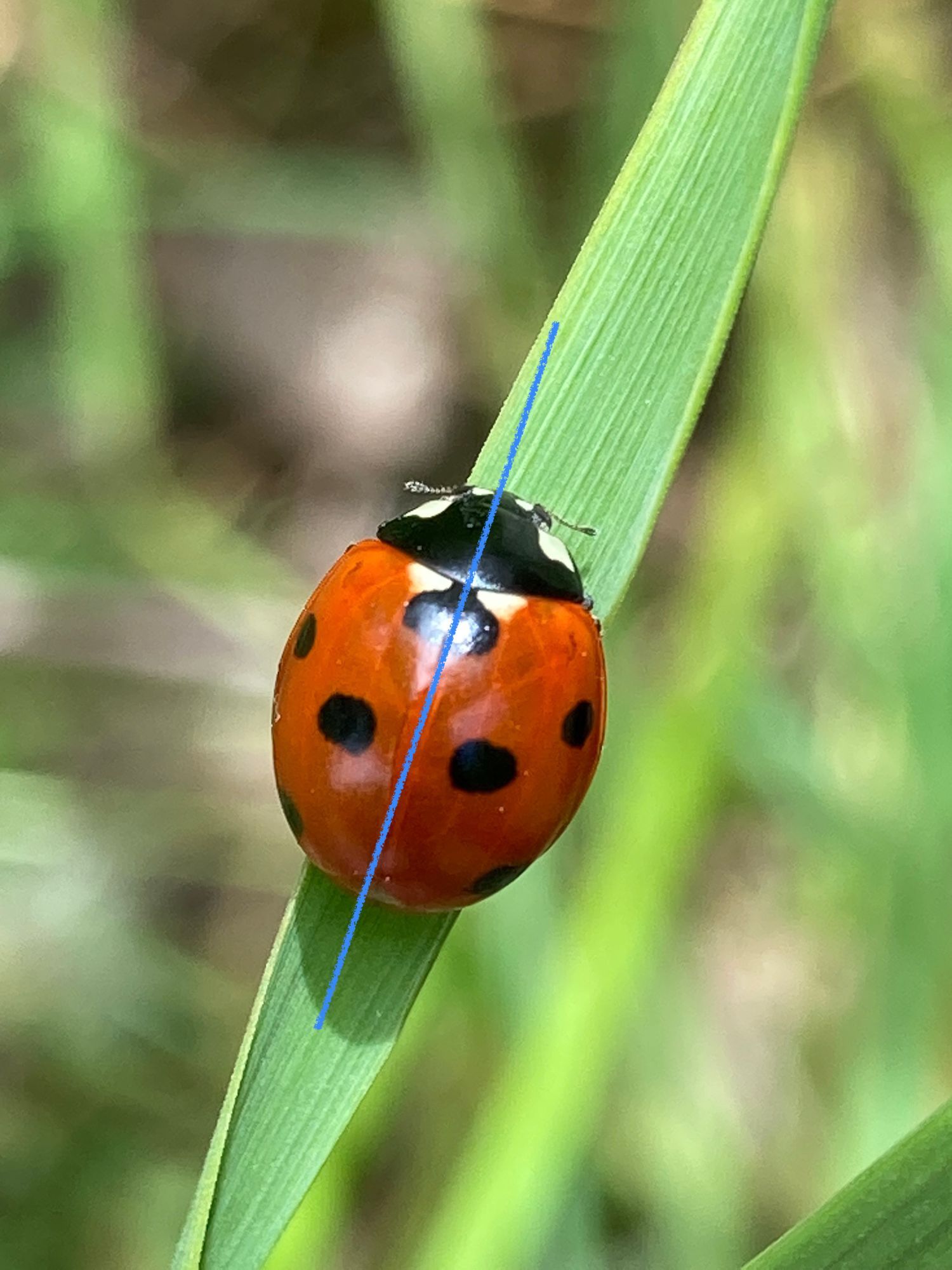 Symétrie dans la nature | Genially