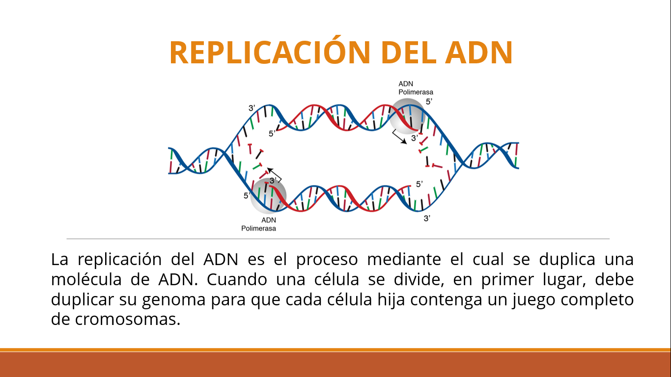 Replicación del ADN | Genially