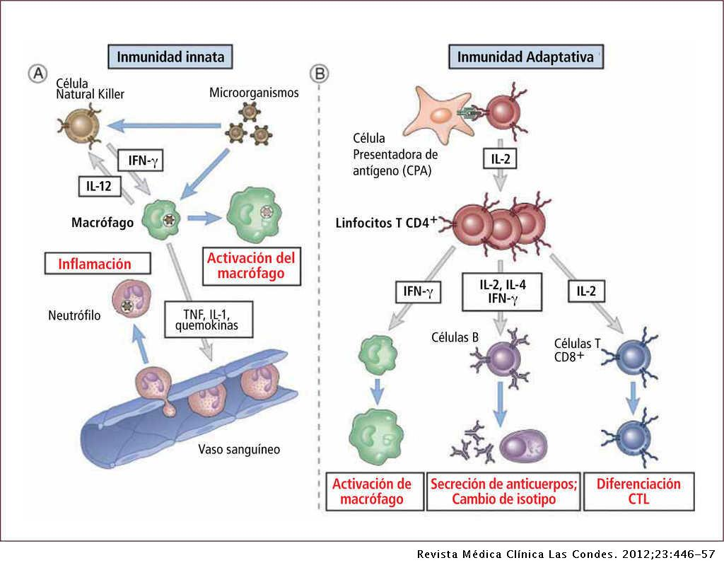 tipos de inmunidad | Genially