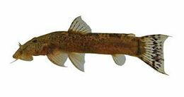 Valles Interandinos | Genially