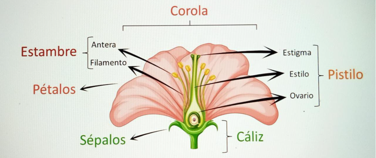 Imagen interactiva (partes de la flor) | Genially
