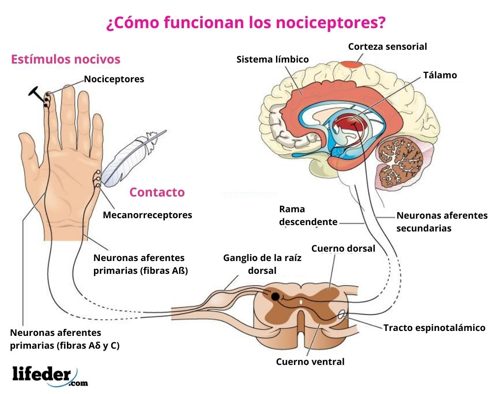 tipos de receptores sensoriales | Genially