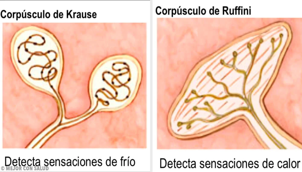 Corpusculos De Krause SENTIDO DEL TACTO* Corpúsculos Krause*