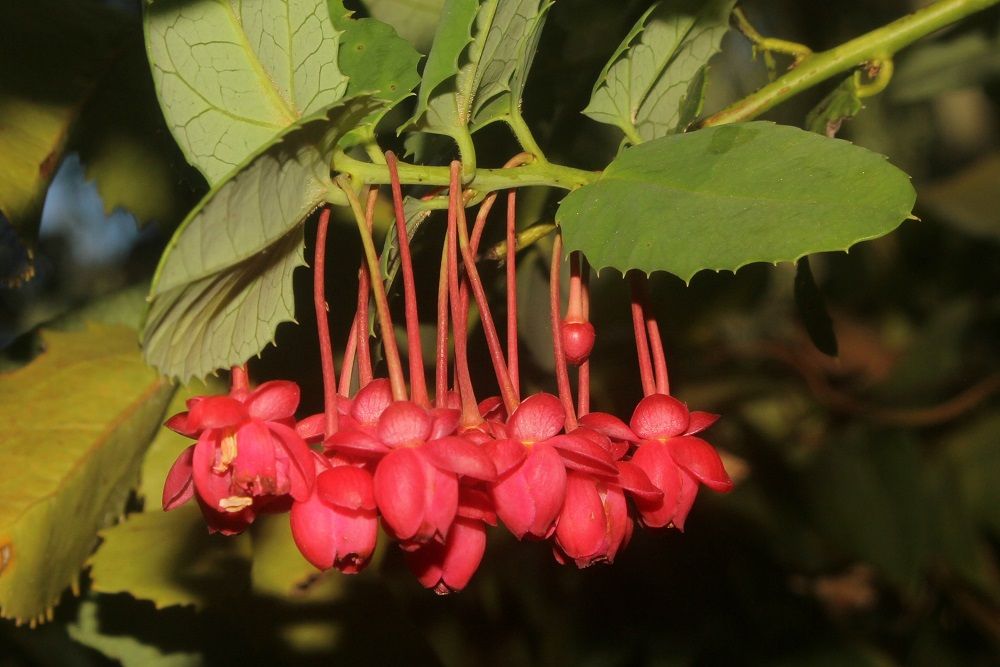 Michay Rojo | Genially