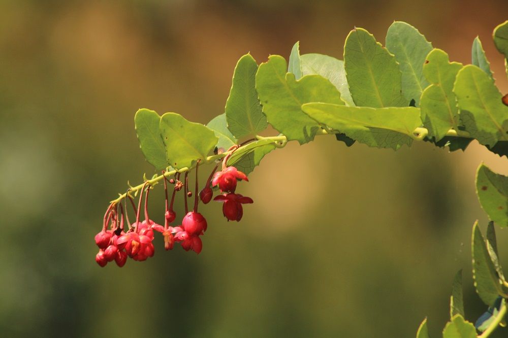 Michay Rojo | Genially