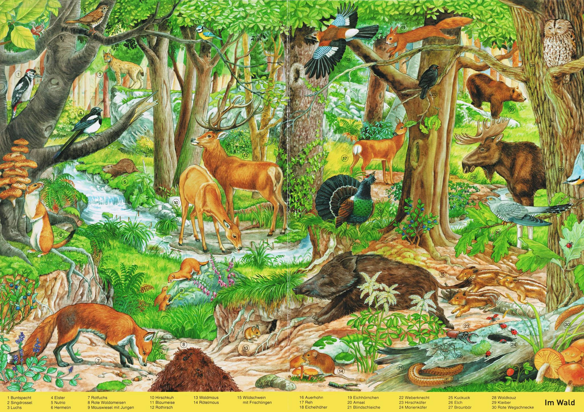 Forest Numbers | Genially