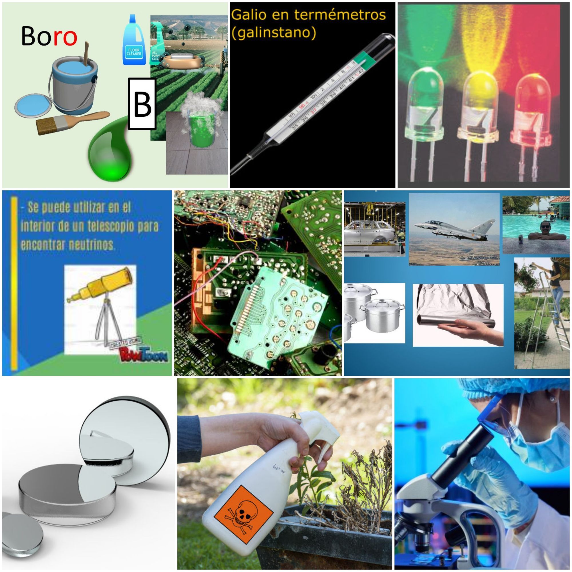 Infografía de la familia de los Térreos o Boroides | Genially