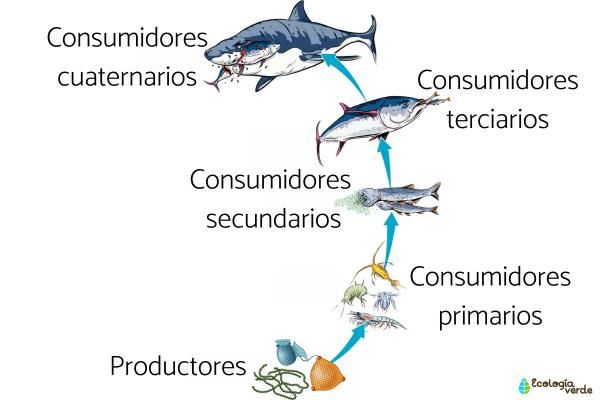 cadenas tróficas | Genially