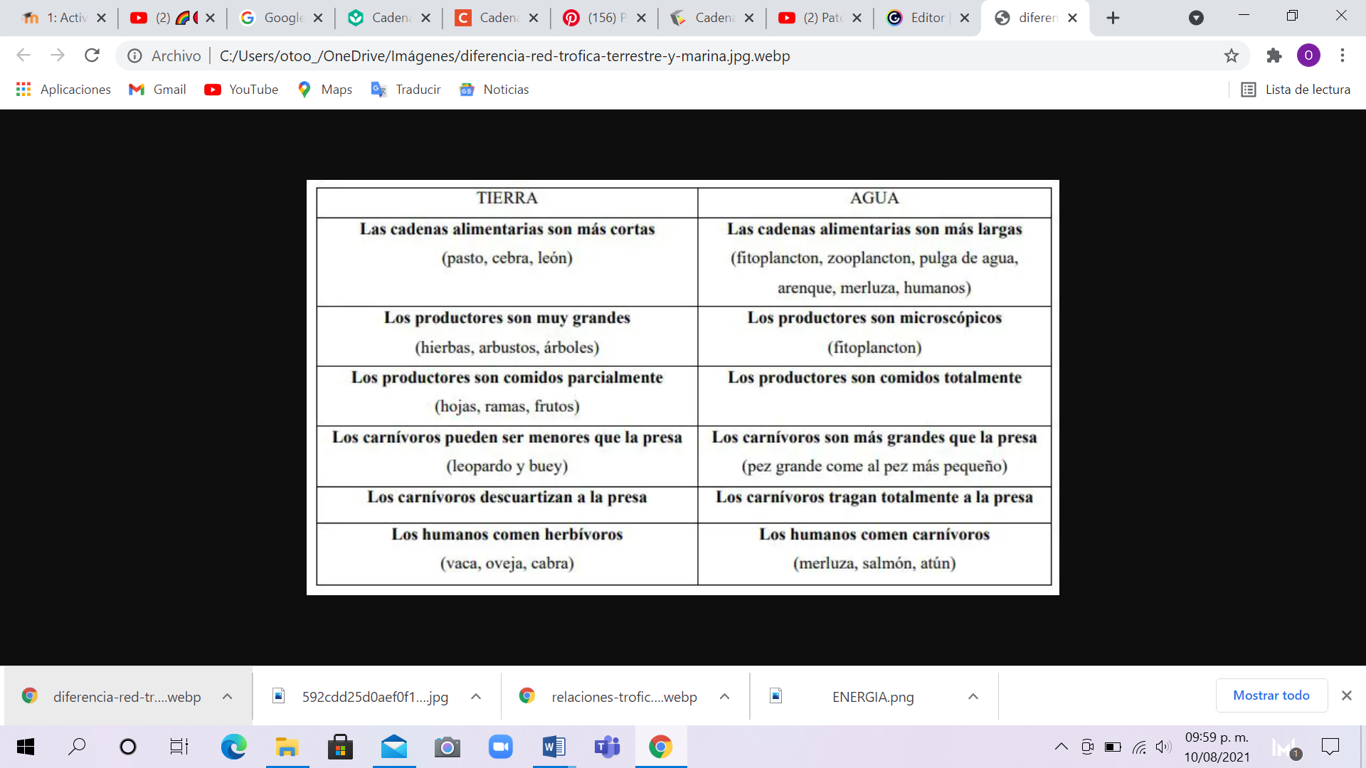 cadenas tróficas | Genially