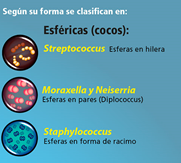Infografía sobre las Bacterias | Genially