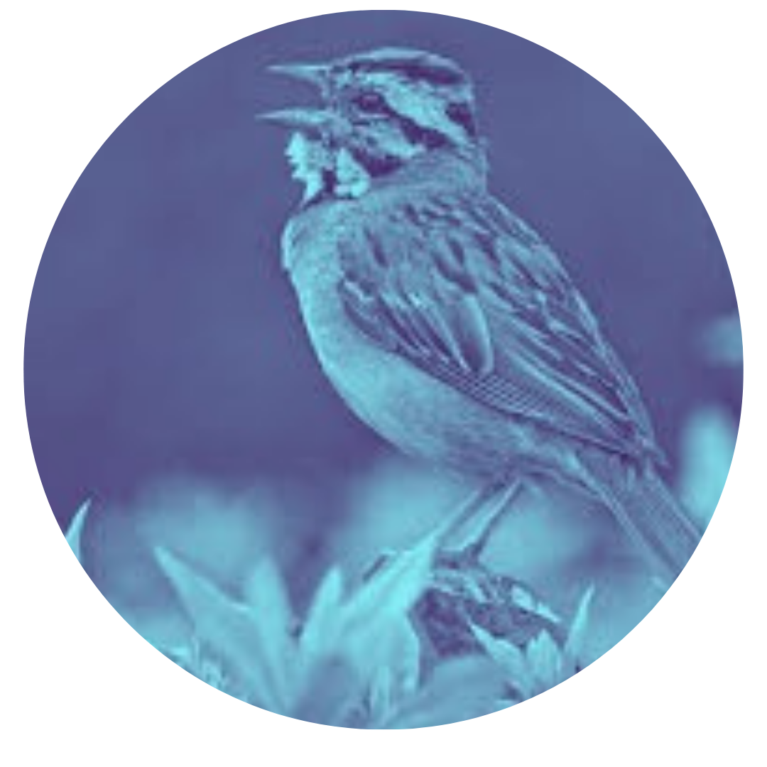 Cadeia Alimentar Genially