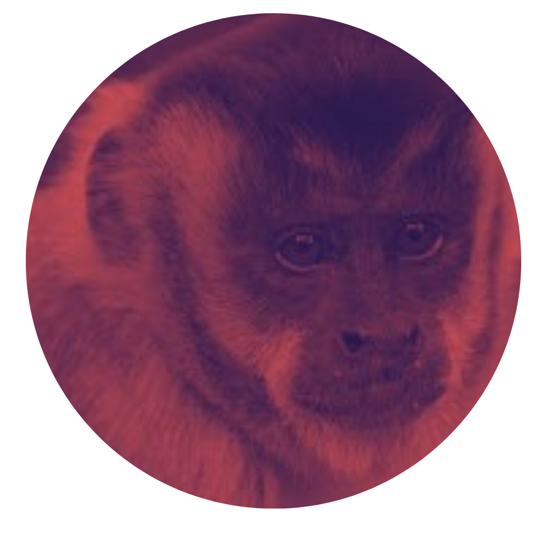 Cadeia Alimentar Genially