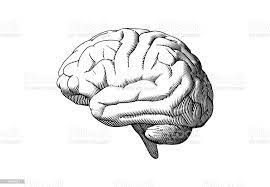 How the food you eat affects your brain | Genially